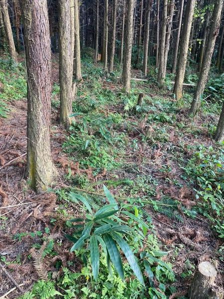 粽叶种植技术_粽叶怎么种-第1张图片-山城妙识