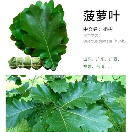 粽叶种植技术_粽叶怎么种-第2张图片-山城妙识