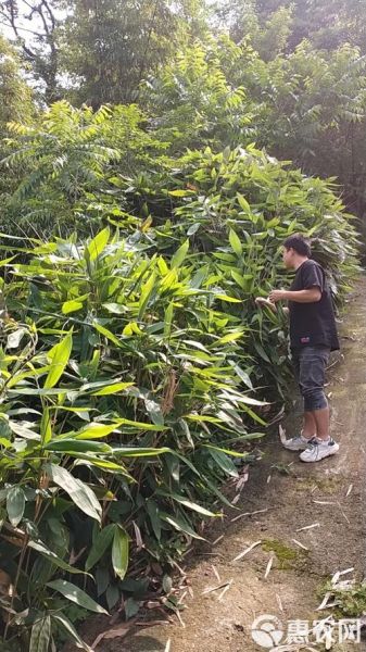 粽叶种植技术_粽叶怎么种-第3张图片-山城妙识