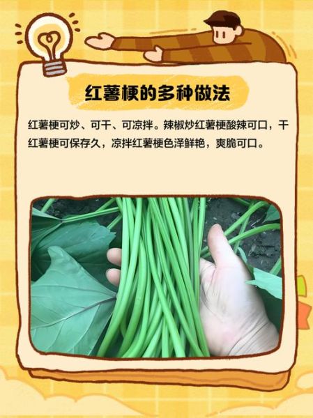 番薯是什么梗_番薯梗怎么来的-第1张图片-山城妙识