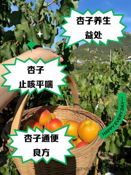 杏子的功效与作用禁忌_杏子吃多了会怎样-第2张图片-山城妙识