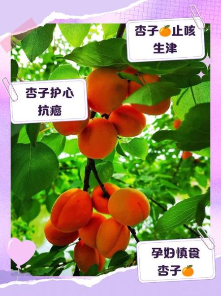 杏子的功效与作用禁忌_杏子吃多了会怎样-第1张图片-山城妙识