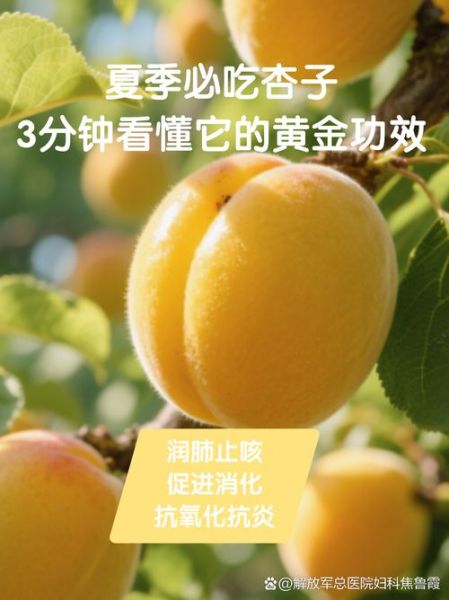 杏子的功效与作用禁忌_杏子吃多了会怎样-第3张图片-山城妙识