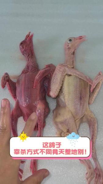 鸽子怎么杀_鸽子怎么处理干净-第2张图片-山城妙识