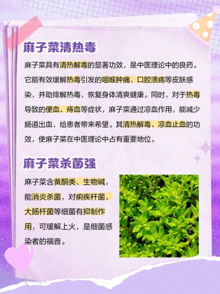 麻子菜是什么_麻子菜怎么吃-第1张图片-山城妙识