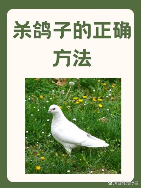 鸽子怎么杀_鸽子怎么处理干净-第3张图片-山城妙识