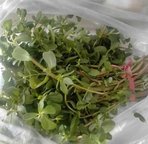 麻子菜是什么_麻子菜怎么吃-第3张图片-山城妙识