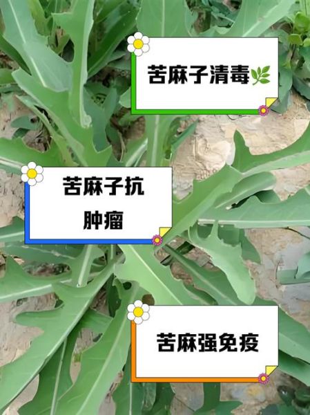 麻子菜是什么_麻子菜怎么吃-第2张图片-山城妙识