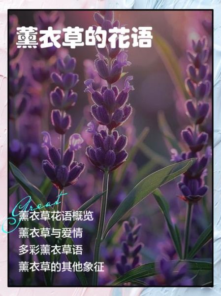 薰衣草花语是什么_薰衣草寓意有哪些-第1张图片-山城妙识