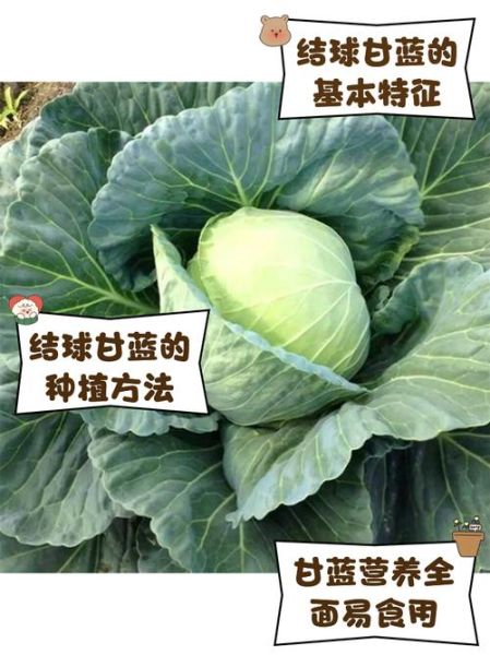 球甘蓝的功效与作用_球甘蓝怎么吃最营养-第1张图片-山城妙识