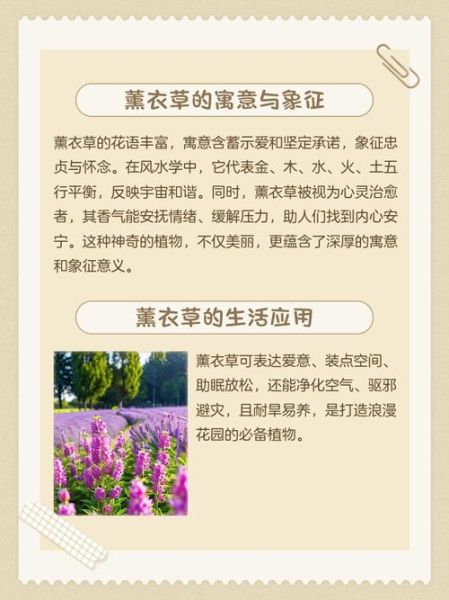 薰衣草花语是什么_薰衣草寓意有哪些-第2张图片-山城妙识