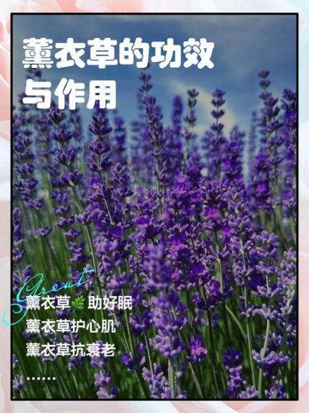 薰衣草花语是什么_薰衣草寓意有哪些-第3张图片-山城妙识