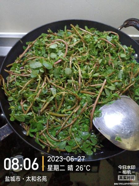 麻子菜怎么做好吃_麻子菜的做法大全-第1张图片-山城妙识