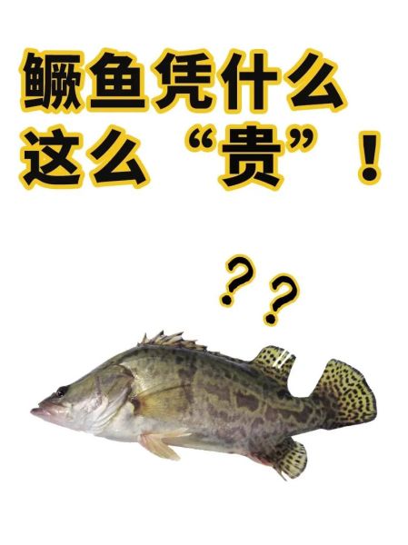 鳜鱼和桂鱼的区别_鳜鱼为什么又叫桂鱼-第2张图片-山城妙识