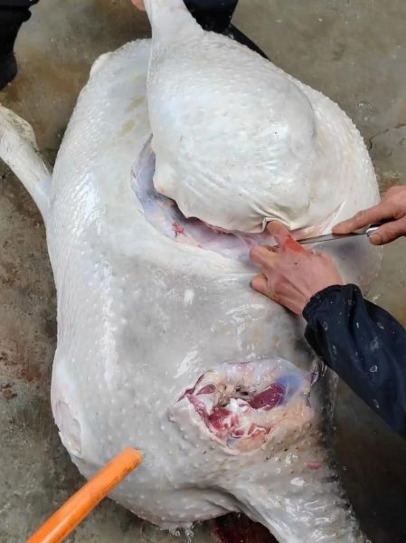 鸵鸟肉案件真相_鸵鸟肉还能吃吗-第2张图片-山城妙识