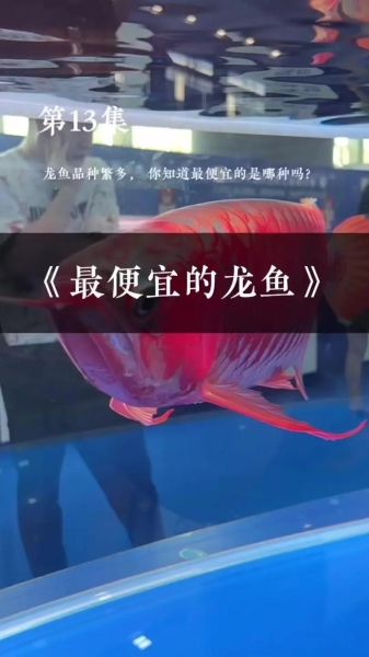 龙鱼价格多少钱一条_龙鱼为什么这么贵-第1张图片-山城妙识