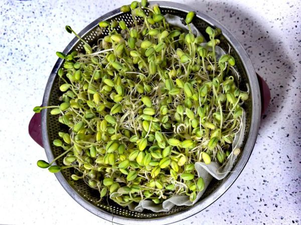 自发黄豆芽为什么会烂_黄豆芽烂根怎么办-第1张图片-山城妙识