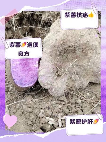 紫土豆的营养价值_紫土豆的功效与作用-第3张图片-山城妙识