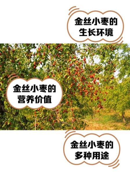 金丝小枣的功效与作用_金丝小枣多少钱一斤-第1张图片-山城妙识