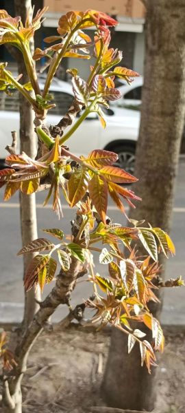 香椿树图片大全_香椿树长什么样-第1张图片-山城妙识