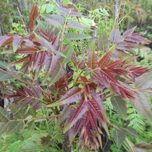 香椿树图片大全_香椿树长什么样-第2张图片-山城妙识