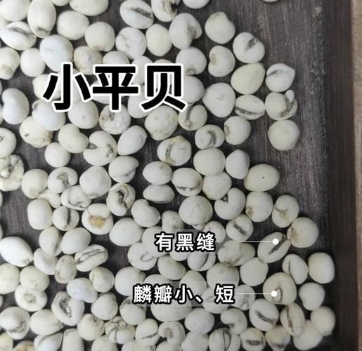 川贝粉的正确吃法每天吃几次_川贝粉一天吃几次效果最好-第3张图片-山城妙识