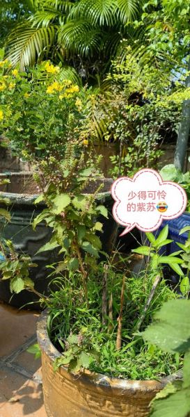 新鲜香茅怎么吃_香茅入菜做法大全-第3张图片-山城妙识