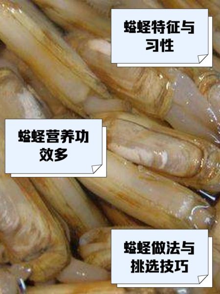 缢蛏怎么读_缢蛏和蛏子区别-第3张图片-山城妙识