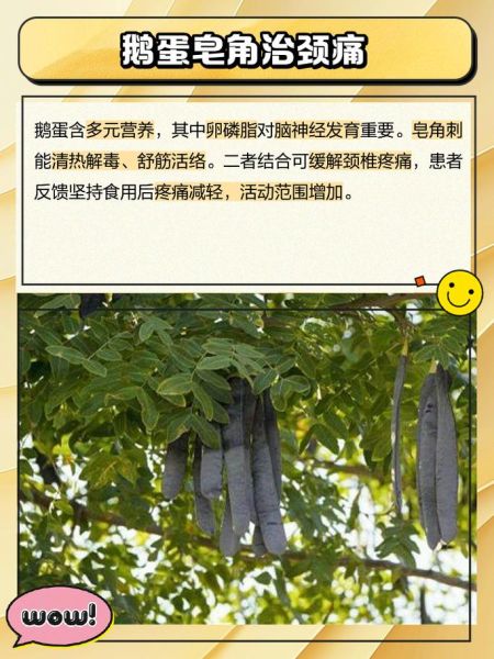 皂角刺的功效与作用_皂角刺能治什么病-第1张图片-山城妙识