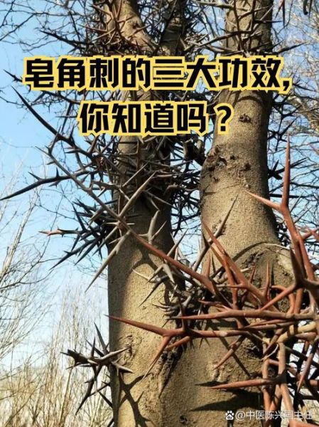 皂角刺的功效与作用_皂角刺能治什么病-第2张图片-山城妙识