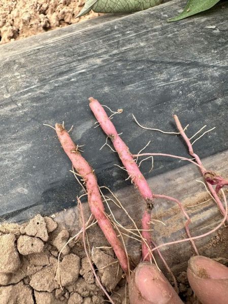 野地瓜根的功效与作用_野地瓜根怎么吃效果最好-第3张图片-山城妙识