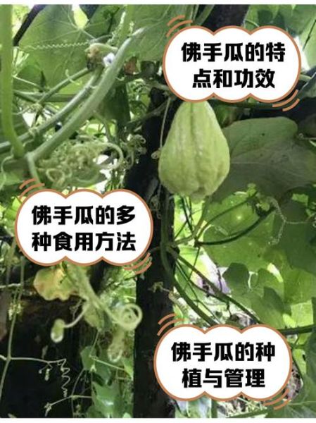 佛手瓜藤的营养价值_佛手瓜藤的功效与作用-第2张图片-山城妙识