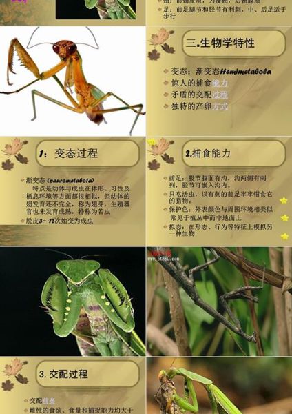 螳螂吃什么_螳螂怎么养-第3张图片-山城妙识