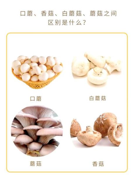 口蘑是什么_口蘑和香菇的区别-第1张图片-山城妙识