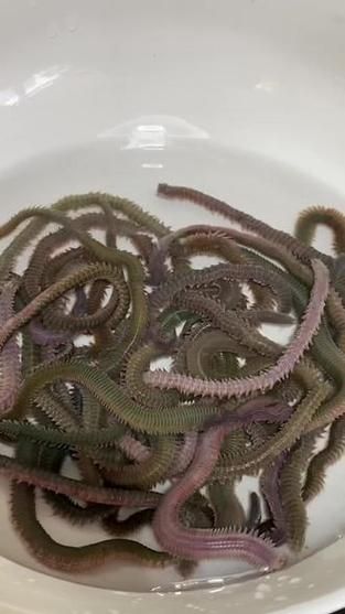 海蜈蚣是什么_海蜈蚣能吃吗-第3张图片-山城妙识