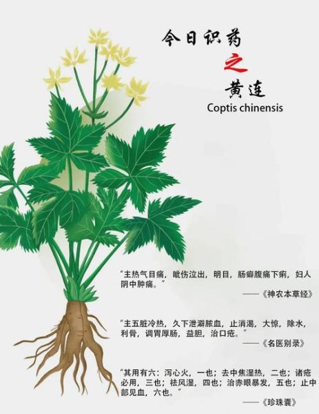 黄连解毒汤的功效与作用_适合什么人喝-第3张图片-山城妙识