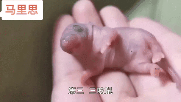 中国十大禁菜有哪些_为什么会被禁止-第3张图片-山城妙识