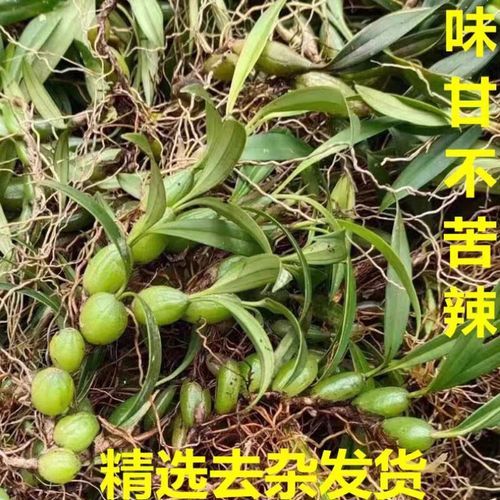 石橄榄多少钱一斤_石橄榄价格行情-第2张图片-山城妙识