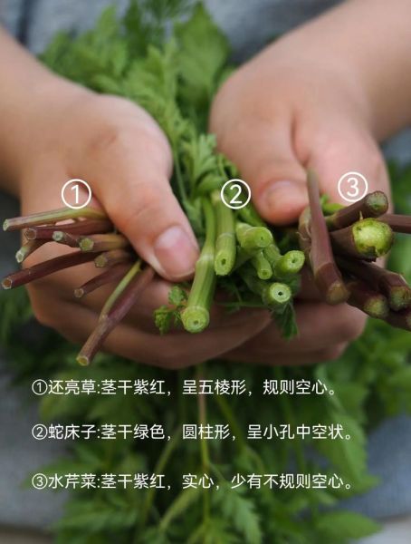野生水芹菜怎么吃_野生水芹菜的做法大全-第2张图片-山城妙识