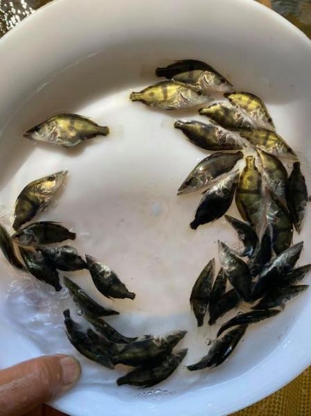 鳜鱼苗批发价格多少钱一斤_鳜鱼苗批发价格行情-第3张图片-山城妙识