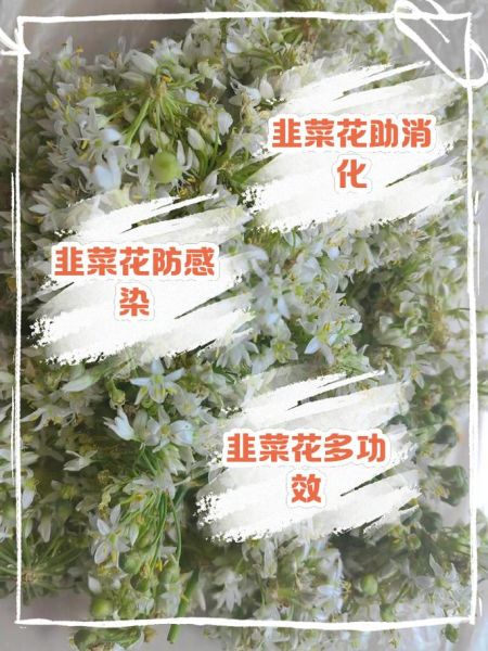 韭菜和韭菜花的功效一样吗_哪个营养价值更高-第1张图片-山城妙识