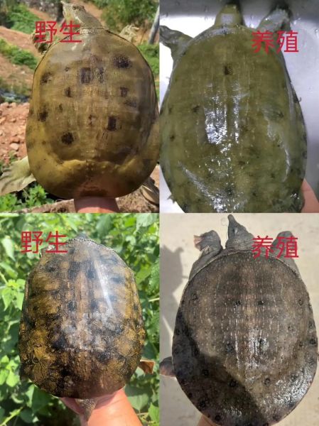 老鳖图片怎么分辨_老鳖和甲鱼区别在哪-第1张图片-山城妙识