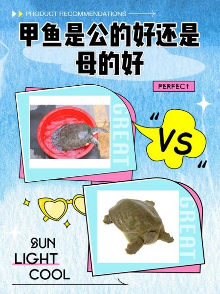 老鳖图片怎么分辨_老鳖和甲鱼区别在哪-第3张图片-山城妙识