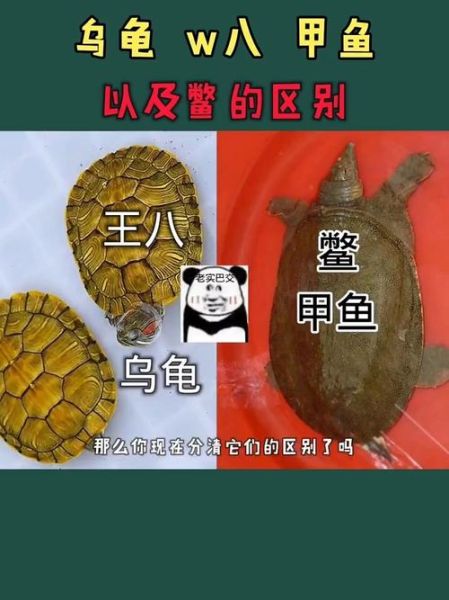 老鳖图片怎么分辨_老鳖和甲鱼区别在哪-第2张图片-山城妙识