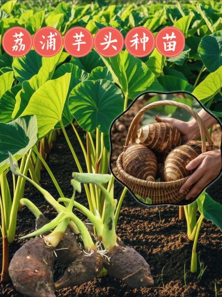 芋头什么时候种_芋头怎么种才高产-第2张图片-山城妙识