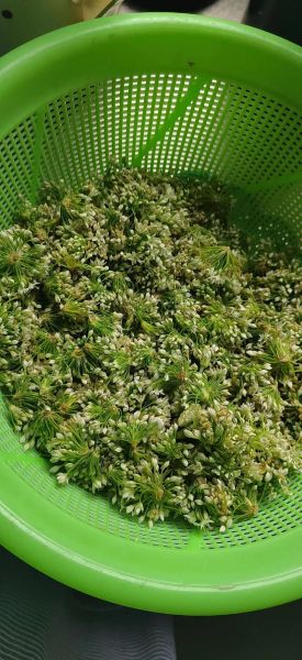 韭菜花怎么腌制_韭菜花腌制方法视频-第3张图片-山城妙识