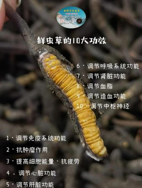 虫草的功效与作用有哪些_虫草怎么吃效果最好-第1张图片-山城妙识 虫草的功效与作用有哪些_虫草怎么吃效果最好-第1张图片-山城妙识