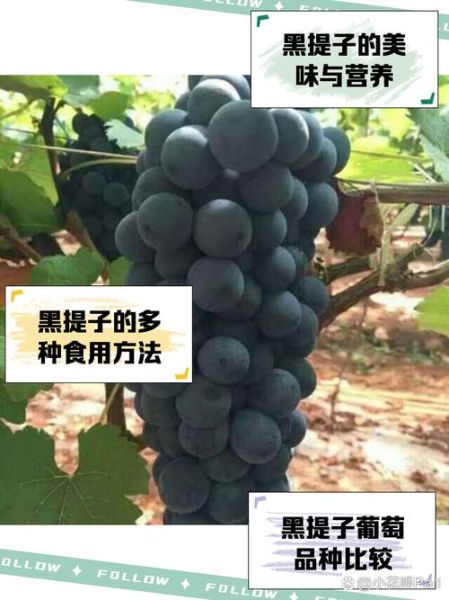 黑提子图片_黑提子功效与作用-第2张图片-山城妙识
