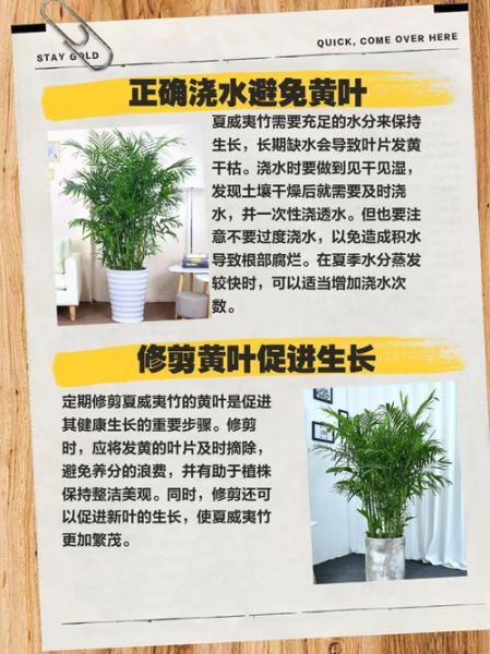 节节高升竹子怎么养_节节高升竹子黄叶怎么办-第2张图片-山城妙识