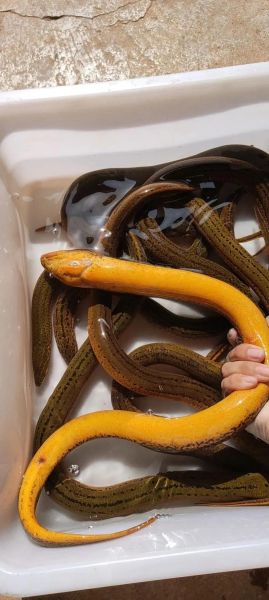 鳝鱼品种大全集_鳝鱼种类有哪些-第2张图片-山城妙识